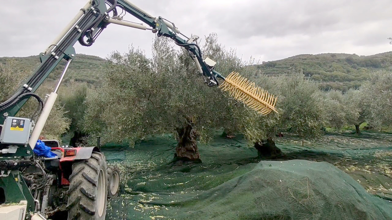 Στροφή στην παραγωγή ελαιολάδου κάνουν από φέτος οι αγρότες - Ερμής