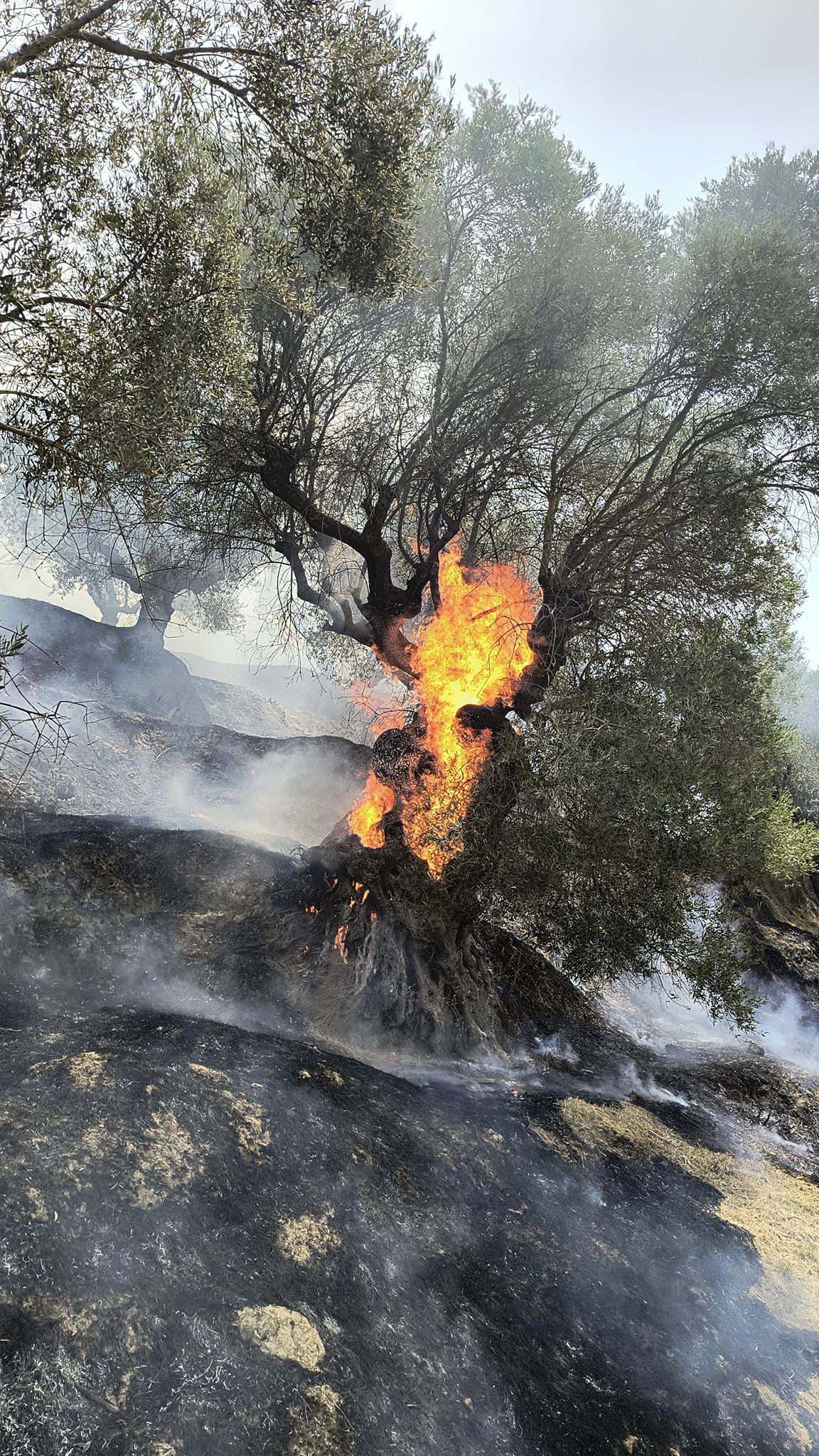 Ελαιώνες 10 στρεμμάτων κάηκαν από πυρκαγιά σε Φιολήτι και Λαγκαδάκια ...